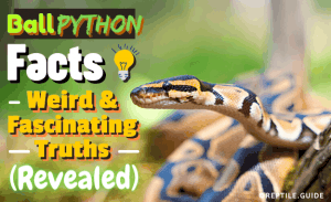 39 Ball Python Facts: Weird & Fascinating Truths (Revealed)