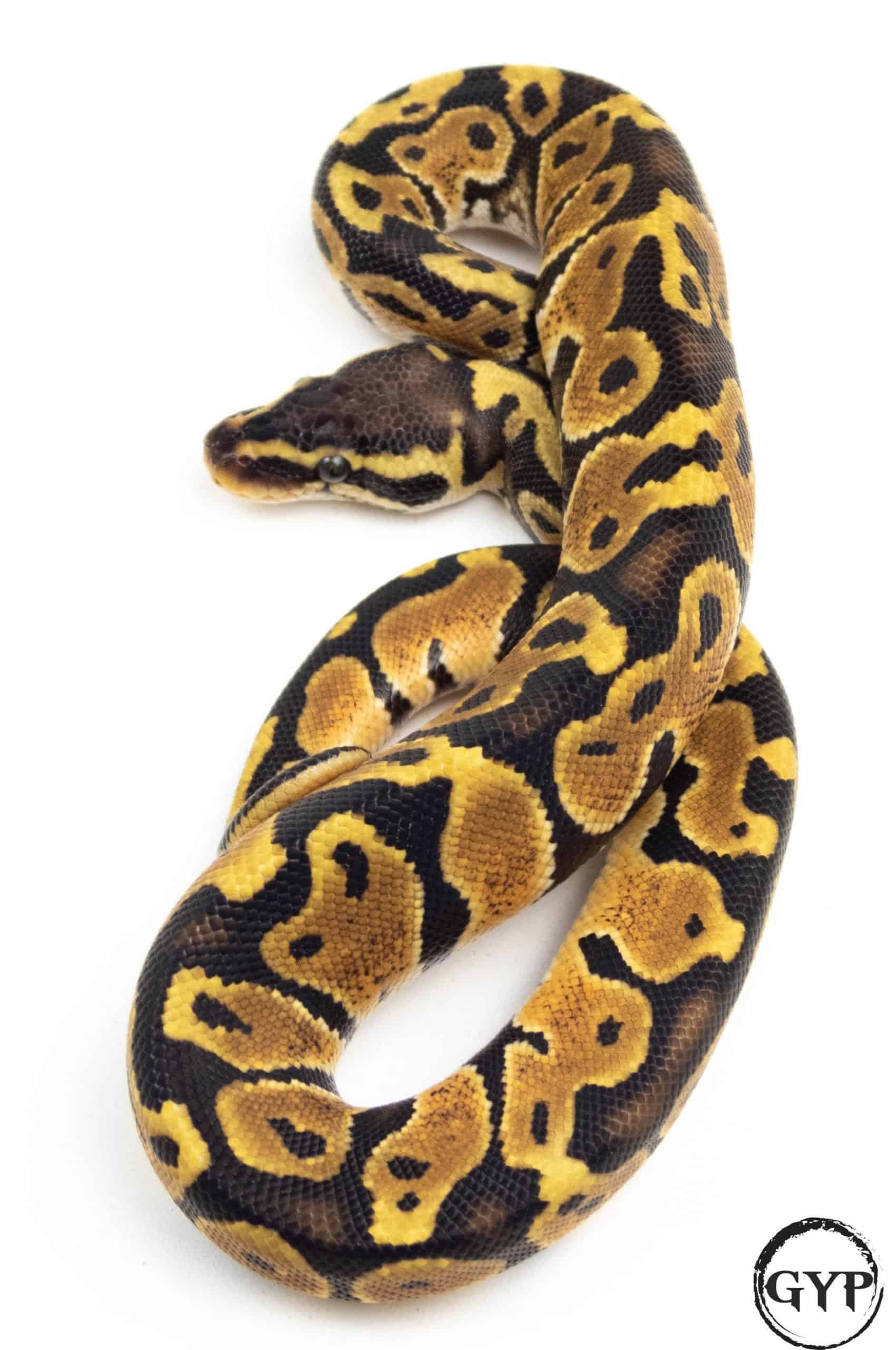 Orange Dream Ball Python: Morph Guide (Key Info & FAQs)