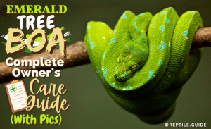Emerald Tree Boa: Complete Owner's Care Guide (With Pics)