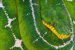 Emerald Tree Boa: Complete Owner's Care Guide (With Pics)