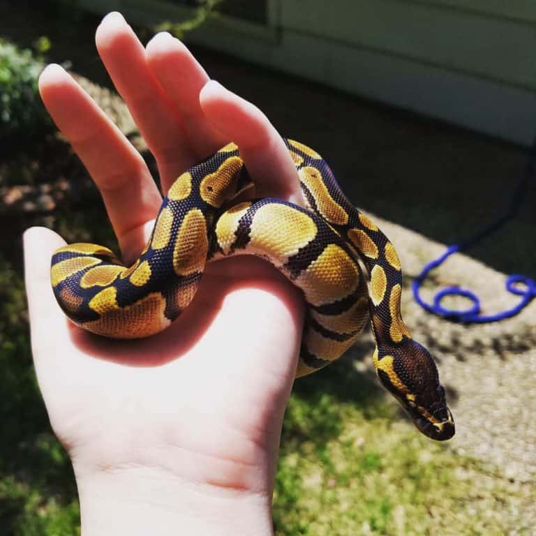 Orange Dream Ball Python: Morph Guide (Key Info & FAQs)