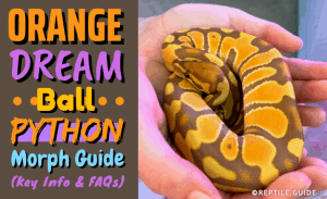 Orange Dream Ball Python: Morph Guide (Key Info & FAQs)