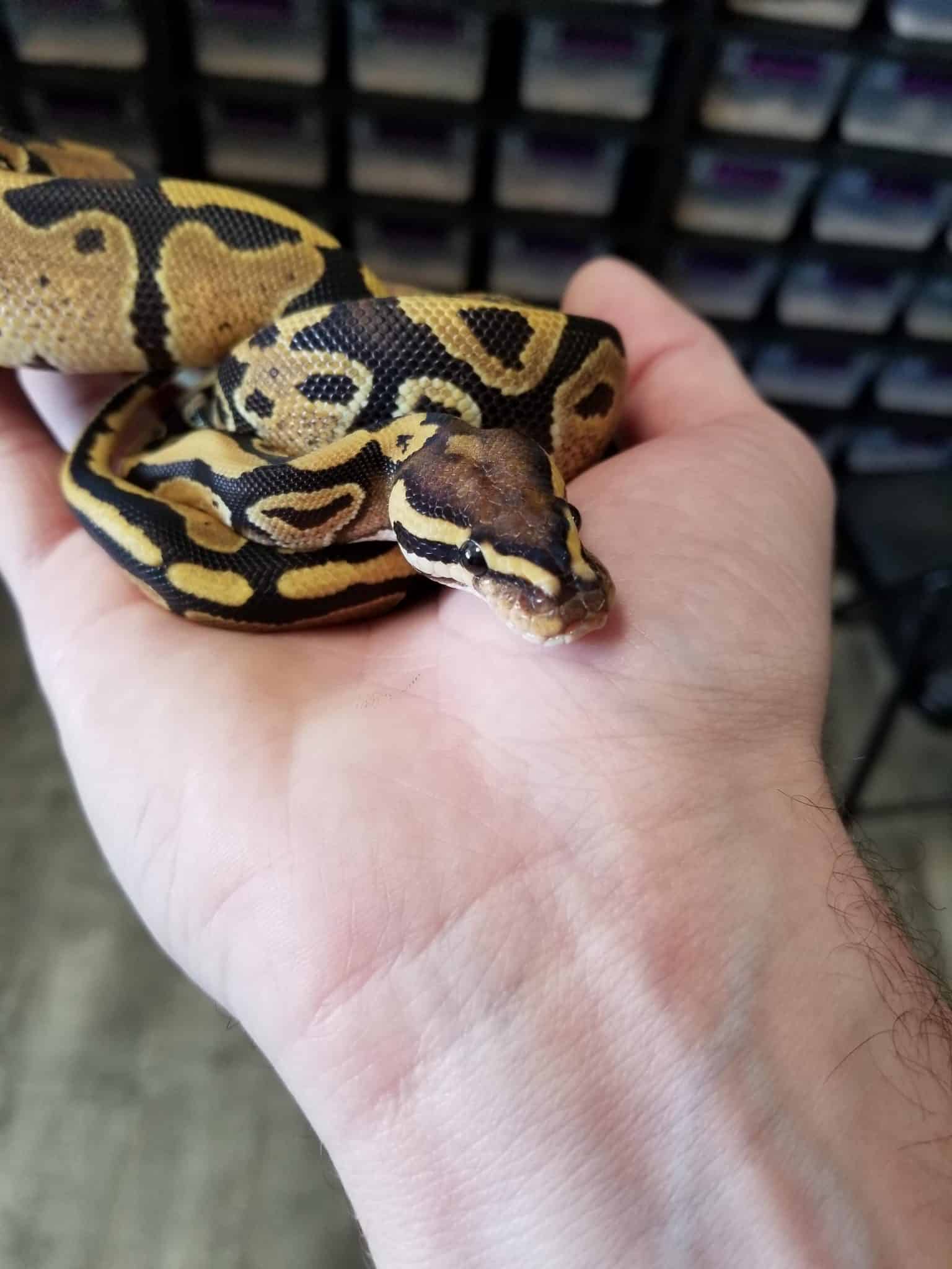 Orange Dream Ball Python: Morph Guide (Key Info & FAQs)