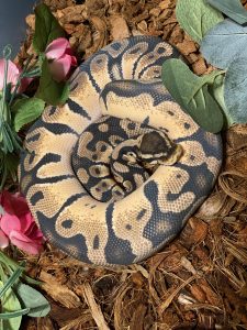 Orange Dream Ball Python: Morph Guide (Key Info & FAQs)