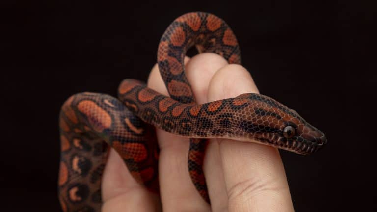 Rainbow Boa: Baby to Adult Care (Ultimate Owner's Guide)
