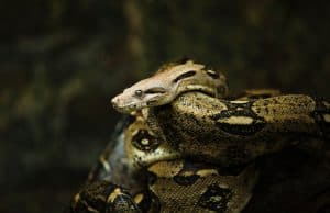 Red Tail Boa: Full Owner's Care Guide (Needs, FAQs, & More)