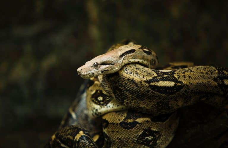Red Tail Boa: Full Owner's Care Guide (Needs, FAQs, & More)