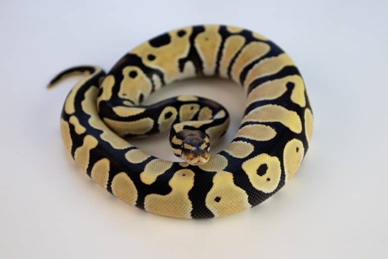 Orange Dream Ball Python: Morph Guide (Key Info & FAQs)