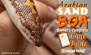 Arabian Sand Boa: Owner's Complete Care Guide (Crucial Info)