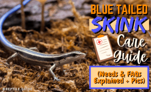 Blue Tailed Skink Care Guide (Needs & FAQs Explained + Pics)