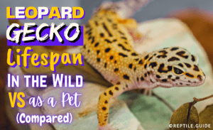 Leopard Gecko Lifespan: In the Wild vs as a Pet (Compared)
