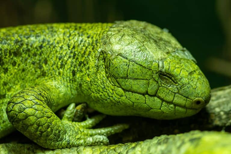 Monkey Tailed Skink: Ultimate Owner's Guide to a Healthy Pet