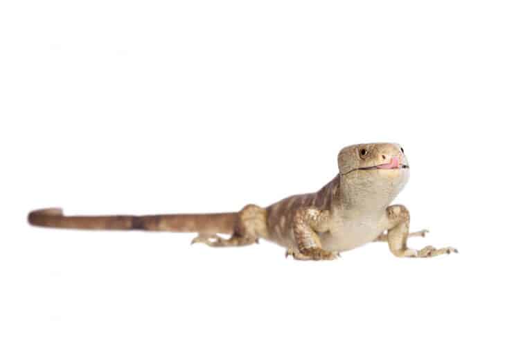 Monkey Tailed Skink: Ultimate Owner's Guide to a Healthy Pet
