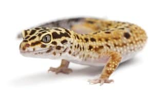 Leopard Gecko Lifespan: In the Wild vs as a Pet (Compared)
