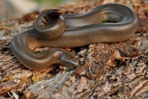 Rubber Boa Care Sheet: An Owner's Guide to All Needs & FAQs