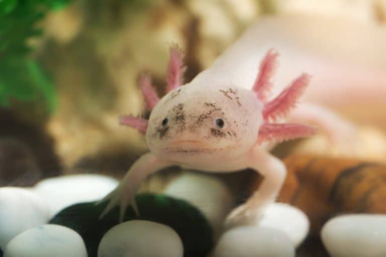 Is an Axolotl Pet Right for You?: Full Care Sheet With FAQs