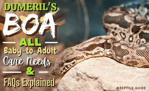 Dumeril's Boa: All Baby-to-Adult Care Needs & FAQs Explained