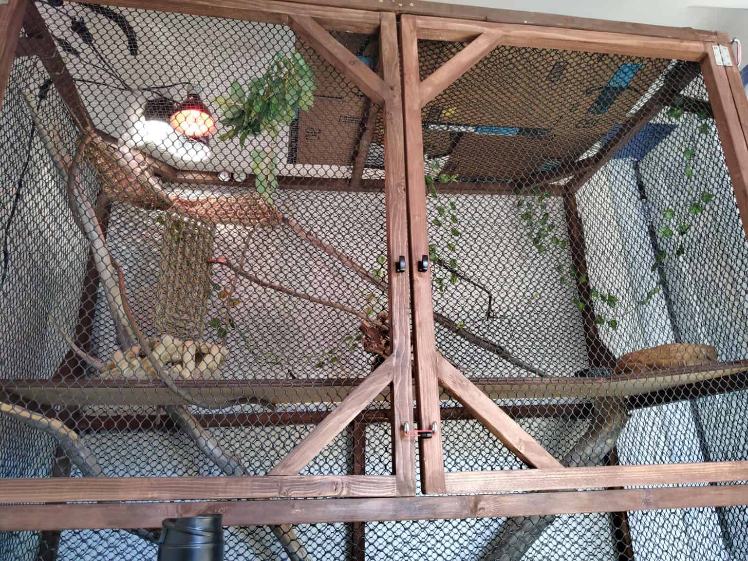 Iguana Cage: Complete Indoor & Outdoor Setup Guide + Ideas!