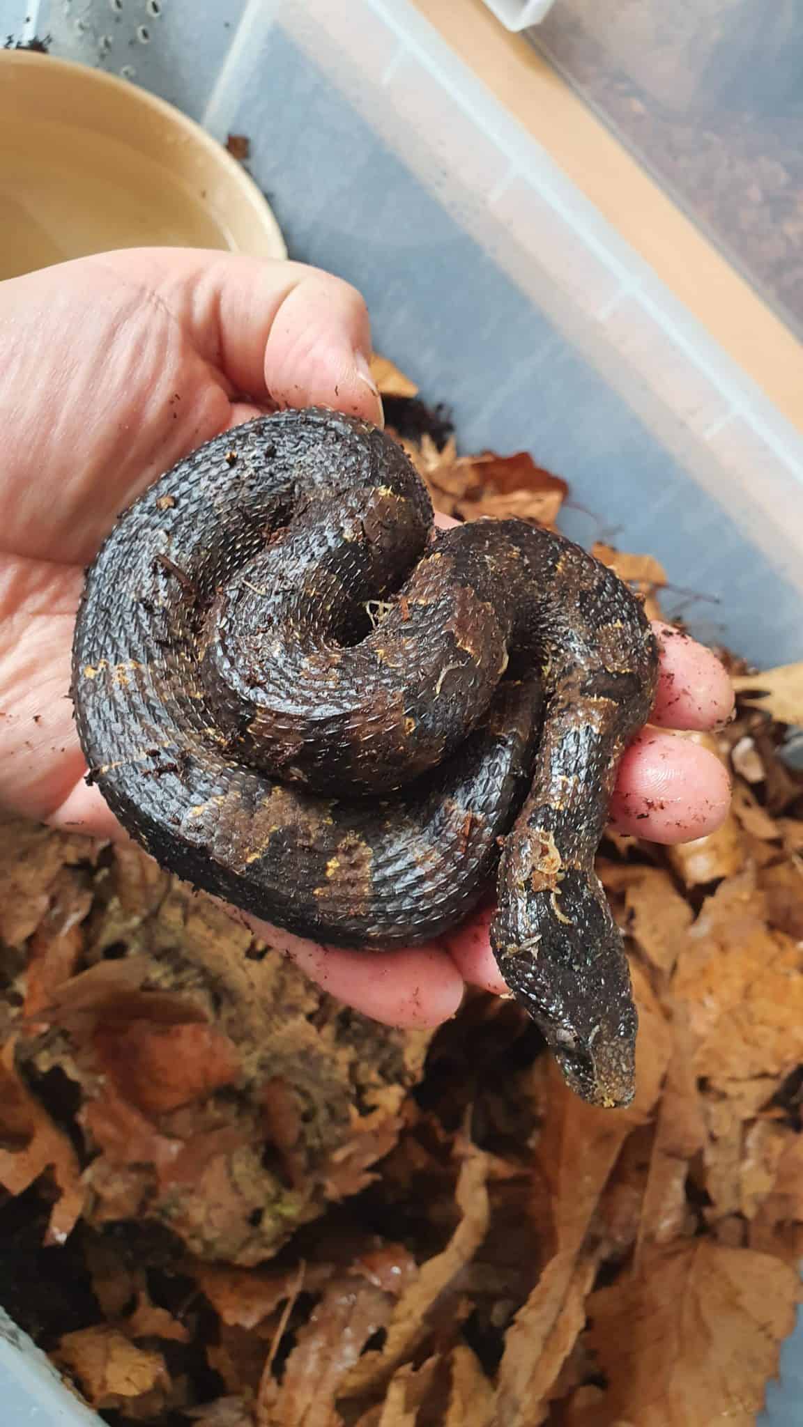 Viper Boa: Owner's Care Guide With Advice, Tips, & Answers!
