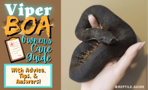 Viper Boa: Owner's Care Guide With Advice, Tips, & Answers!