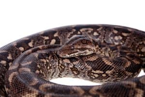 Dumeril's Boa: All Baby-to-Adult Care Needs & FAQs Explained