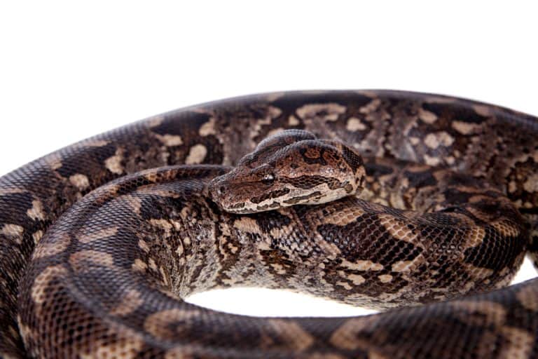 Dumeril's Boa: All Baby-to-Adult Care Needs & FAQs Explained
