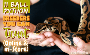 11 US Ball Python Breeders You Can Trust (Online & in-Store)