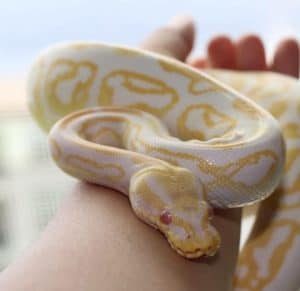 Black Ball Python Care Guide: All Needs, FAQs, & Morph Types