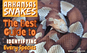 Arkansas Snakes: The Best Guide to Identifying Every Species
