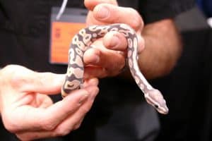 11 US Ball Python Breeders You Can Trust (Online & in-Store)