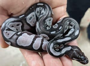 Black Ball Python Care Guide: All Needs, FAQs, & Morph Types