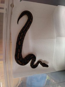 Black Ball Python Care Guide: All Needs, FAQs, & Morph Types