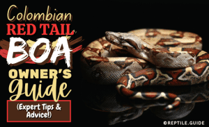 Colombian Red Tail Boa Owner's Guide (Expert Tips & Advice!)