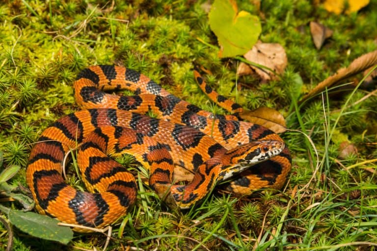 North Carolina Snakes Identification Guide (+ Pics & FAQs!)