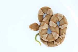 Pennsylvania Snakes Identification Guide (Complete Catalog)