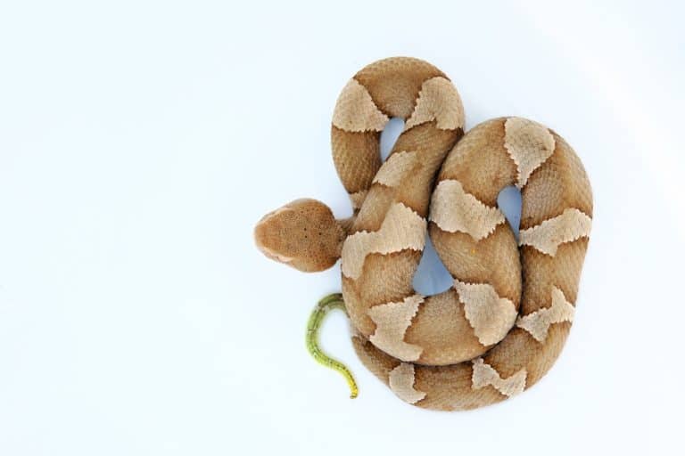 Pennsylvania Snakes Identification Guide (Complete Catalog)