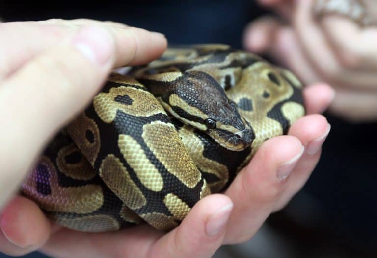 Scaleless Ball Python Care Guide (All Needs & Health Issues)