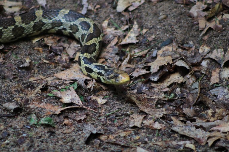 Indiana Snakes: Identifying Venomous & Non-Venomous Species