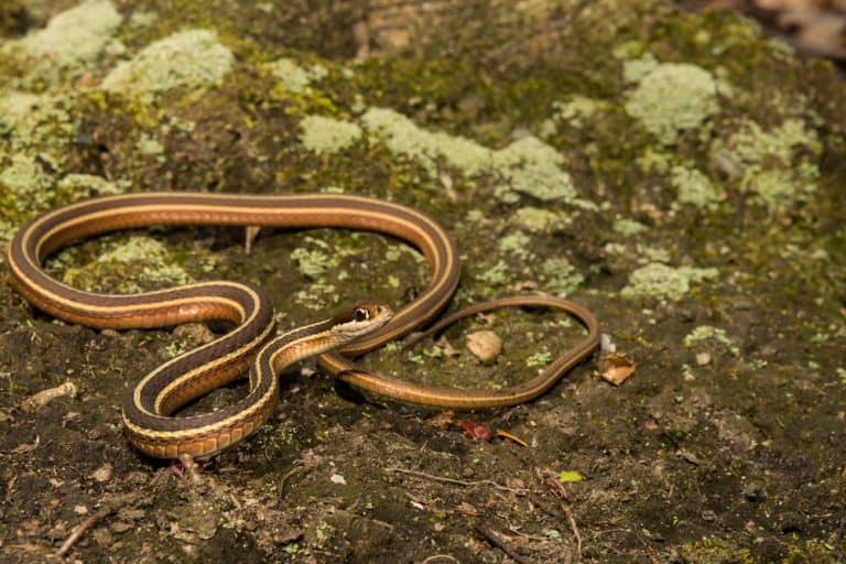 North Carolina Snakes Identification Guide (+ Pics & FAQs!)