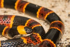 Alabama Snakes Identification Guide (Species You May Meet!)