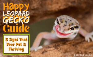 Happy Leopard Gecko Guide: 8 Signs That Your Pet Is Thriving