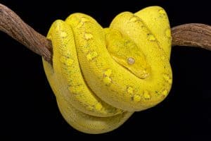 Green Tree Python Owner's Guide: Best Practices for Keepers!