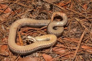 Texas Snakes Guide: What You'll Find in the Lone Star State