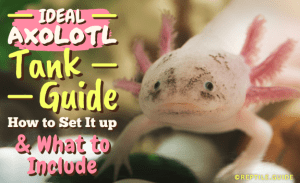 Ideal Axolotl Tank Guide: How to Set It up & What to Include