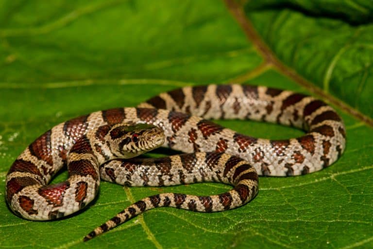 North Carolina Snakes Identification Guide (+ Pics & FAQs!)