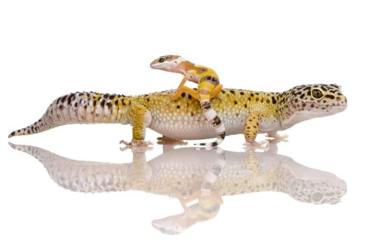 Happy Leopard Gecko Guide: 8 Signs That Your Pet Is Thriving