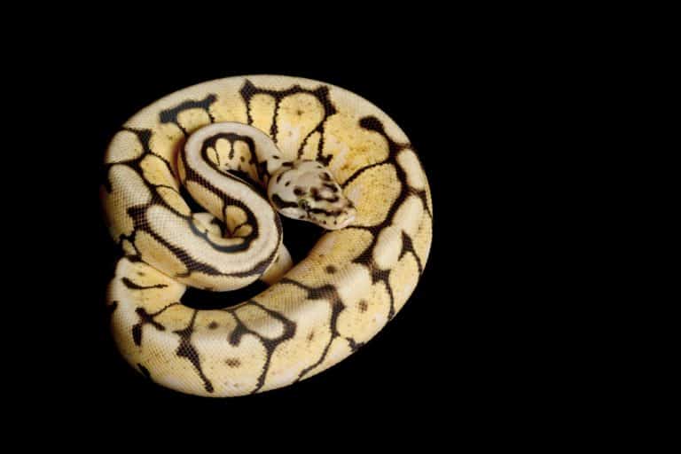 11 US Ball Python Breeders You Can Trust (Online & in-Store)