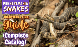 Pennsylvania Snakes Identification Guide (Complete Catalog)