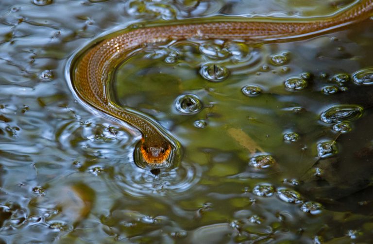 Indiana Snakes: Identifying Venomous & Non-Venomous Species