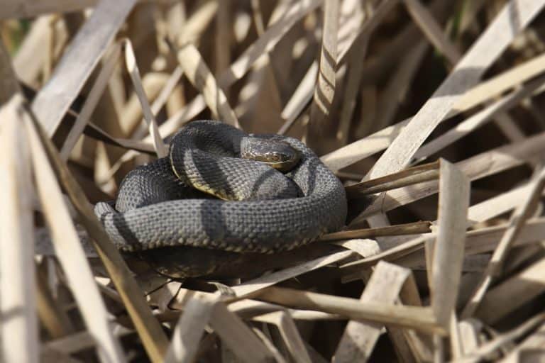 Texas Snakes Guide: What You'll Find in the Lone Star State